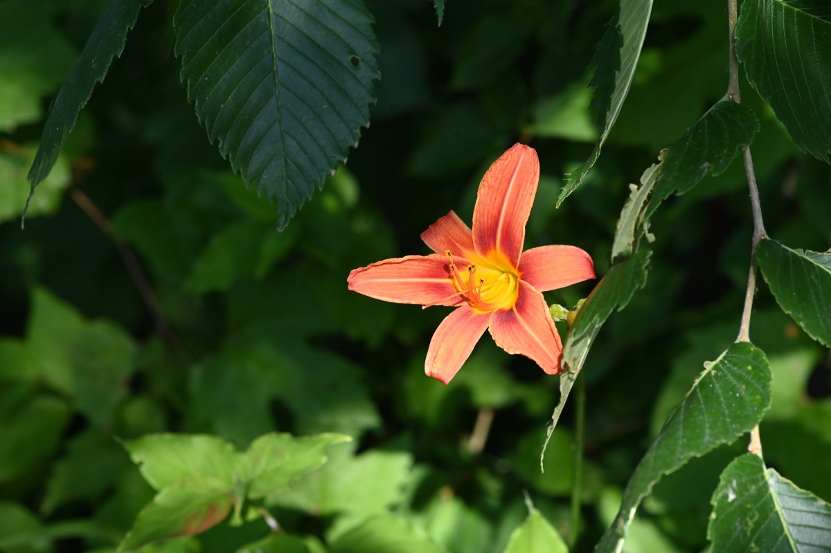 The Personality of Flowers: A Sonnet – Wind and the Waves